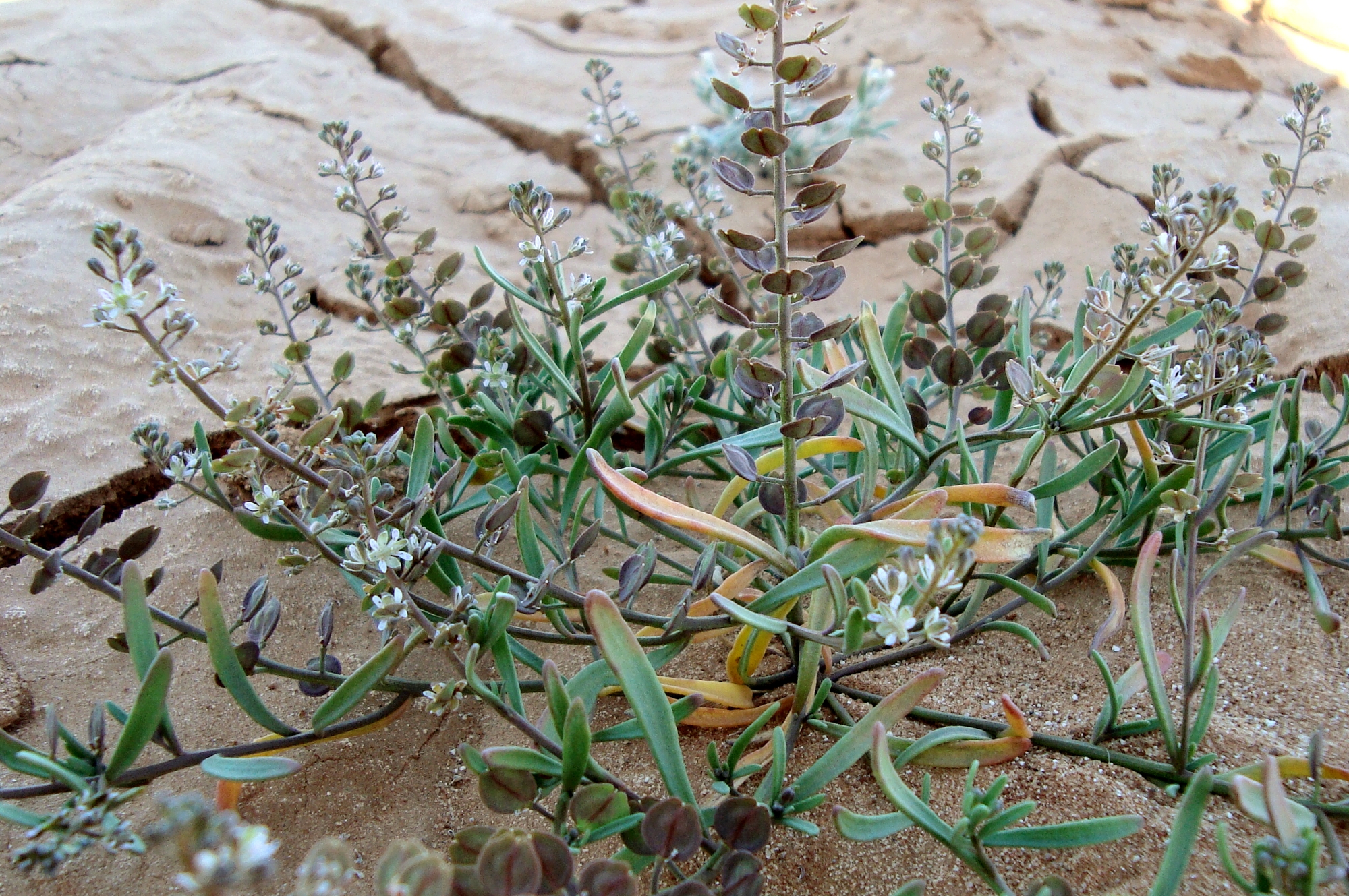 Lepidium phlebopetalum