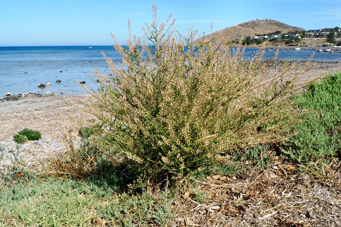 Lepidium pseudohyssopifolium