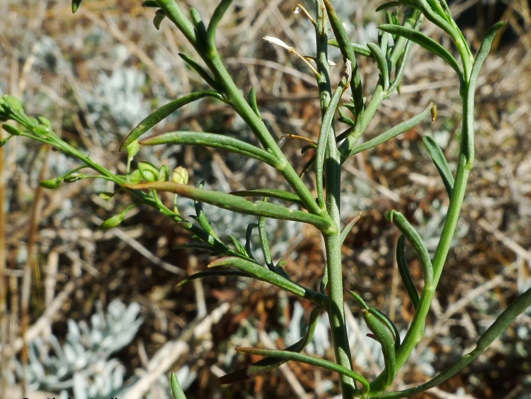 Lepidium pseudohyssopifolium