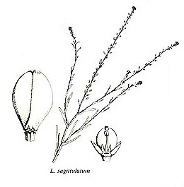 Lepidium sagittulatum
