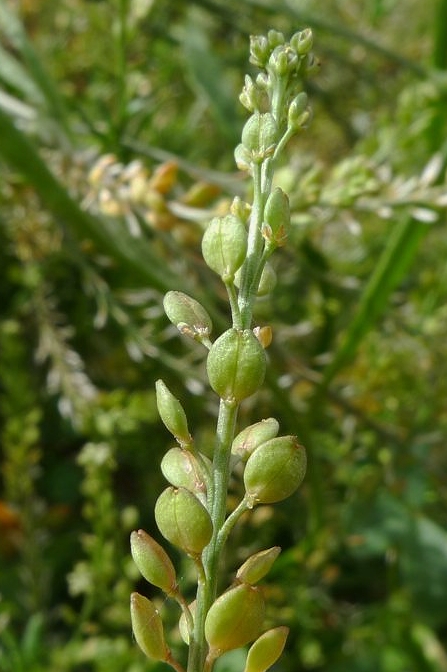 Lepidium sagittulatum