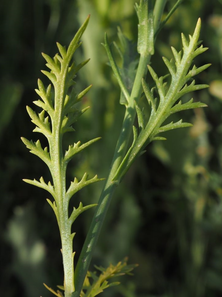 Lepidium sagittulatum