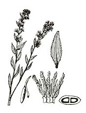 Leucopogon concurvus