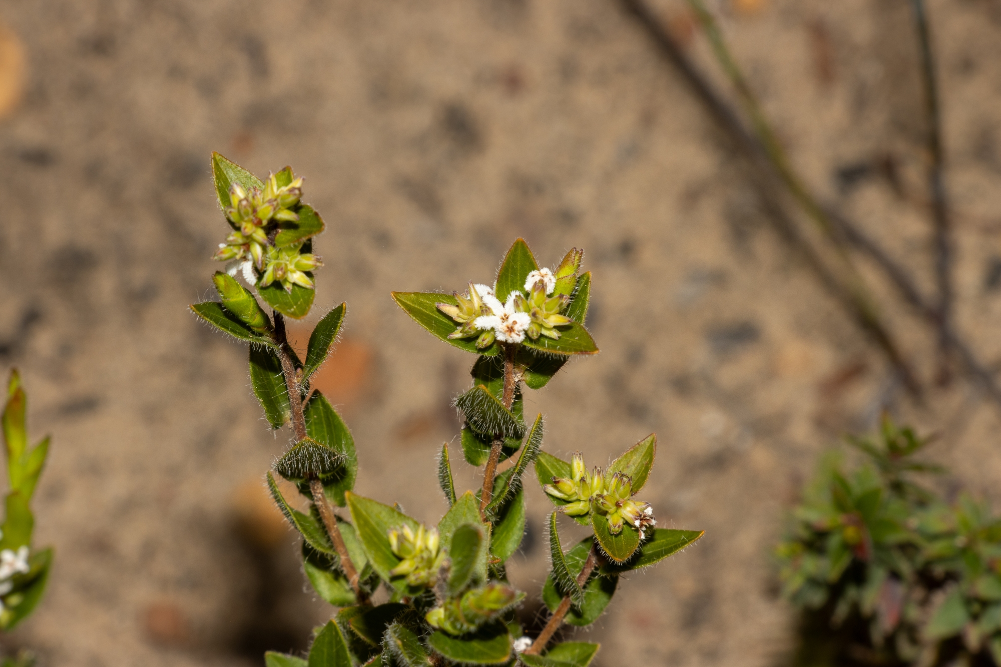 Leucopogon concurvus