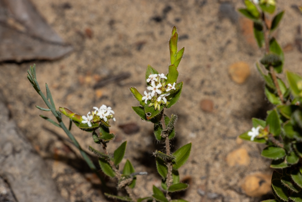 Leucopogon concurvus