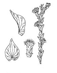 Leucopogon costatus