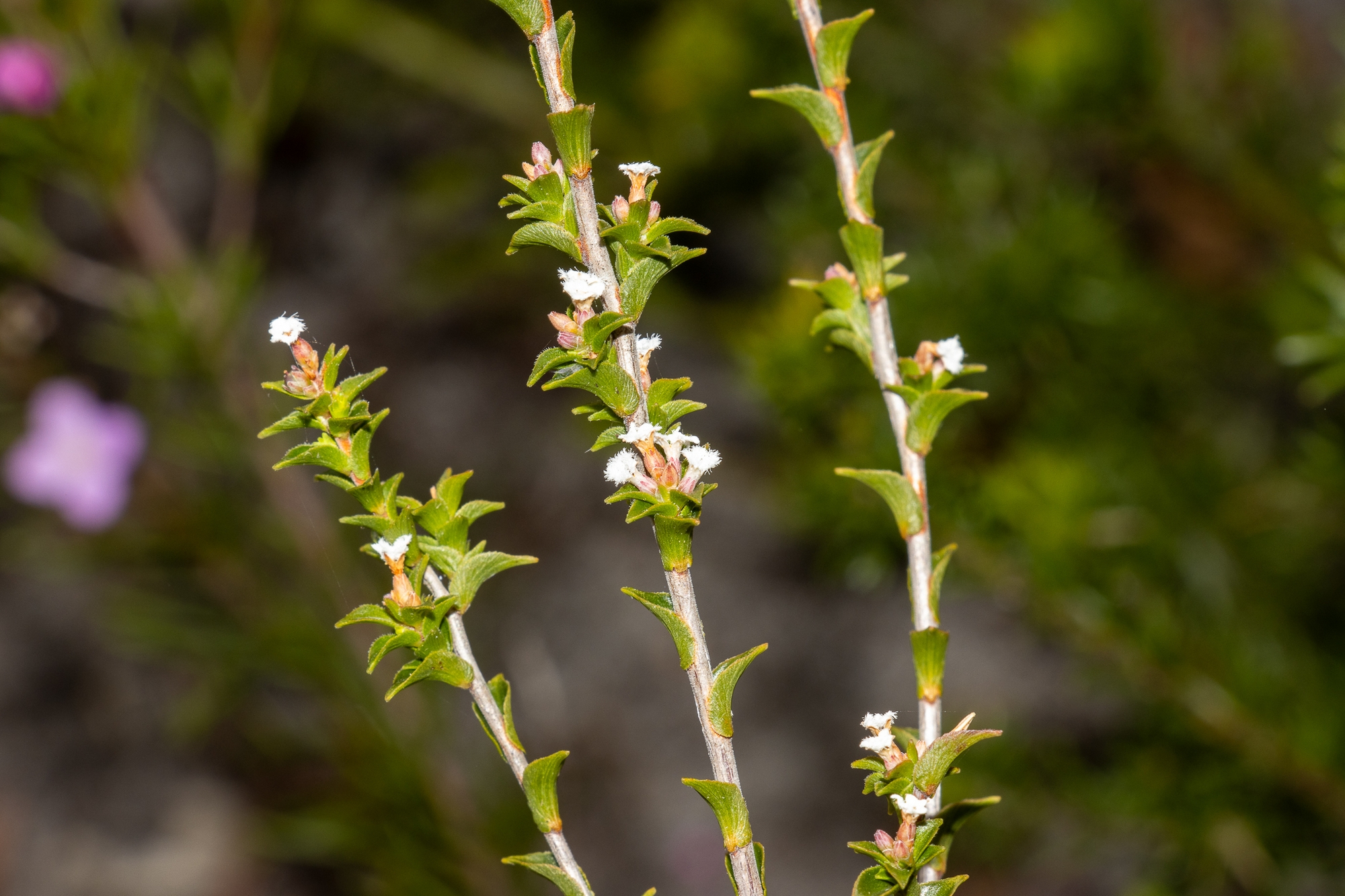 Leucopogon costatus