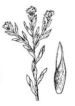 Leucopogon glacialis