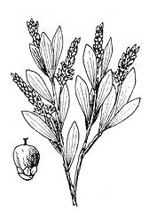 Leucopogon parviflorus