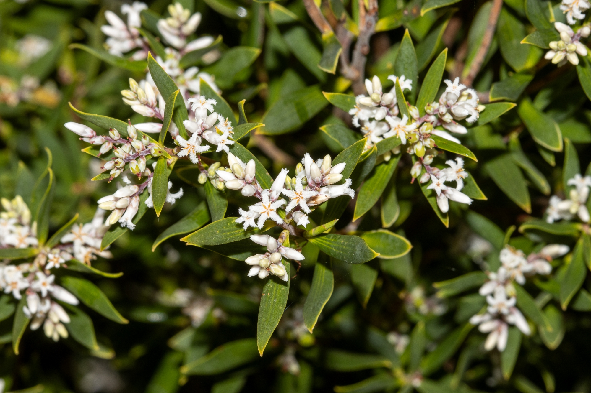 Leucopogon parviflorus