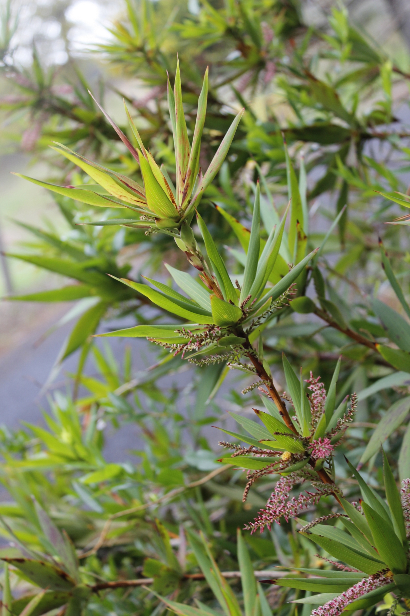 Leucopogon verticillatus