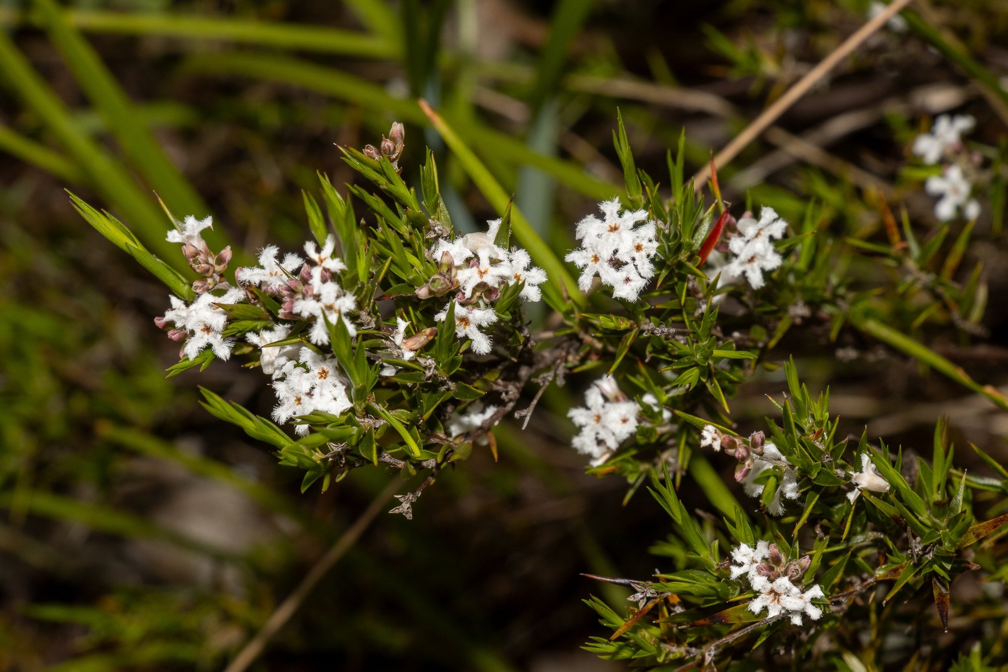 Leucopogon virgatus