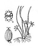 Lilaeopsis polyantha
