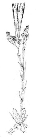 Limonium lobatum