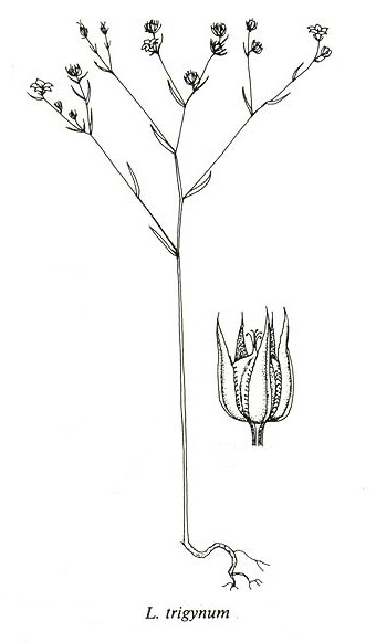 Linum trigynum