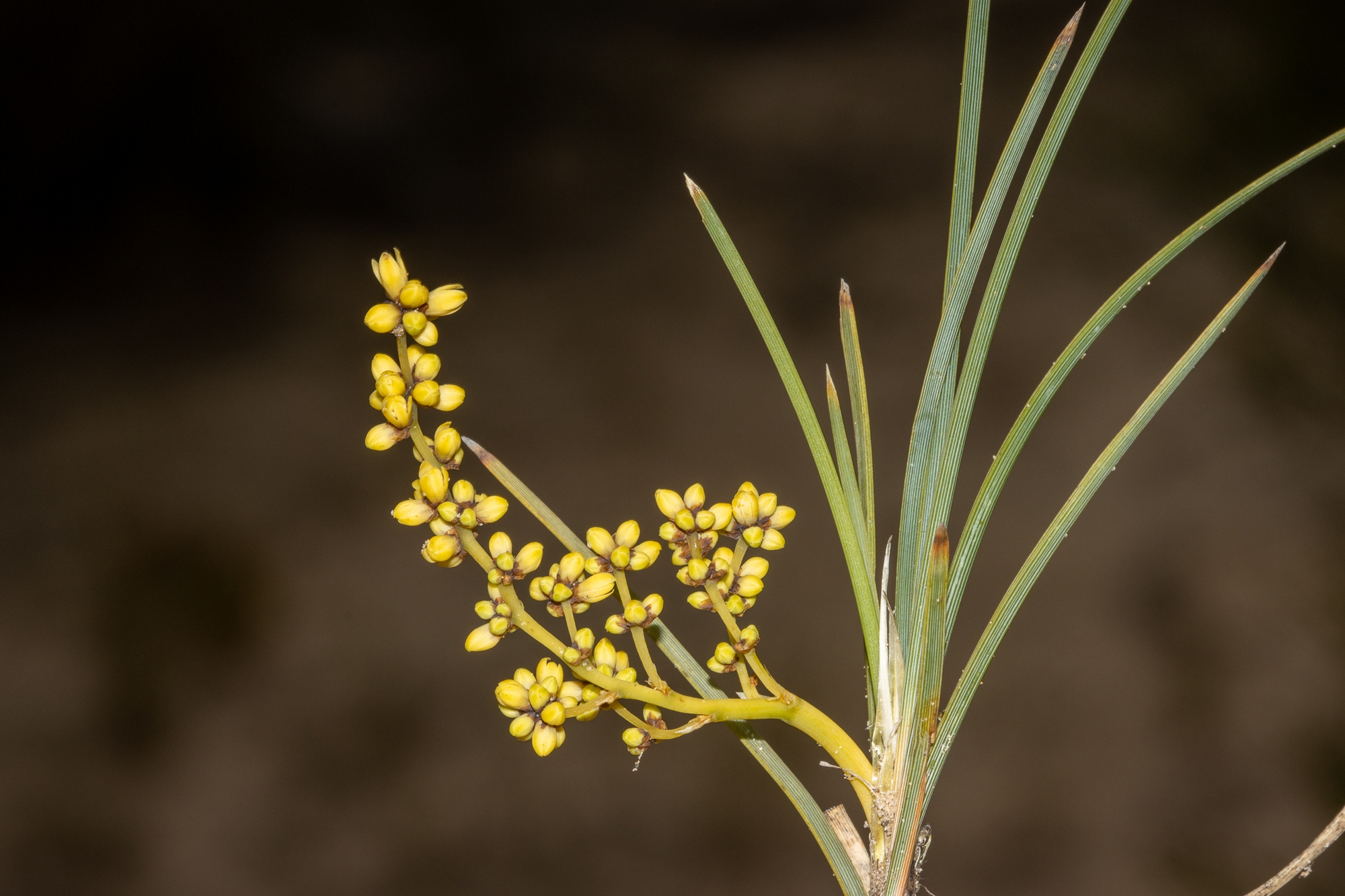 Lomandra collina