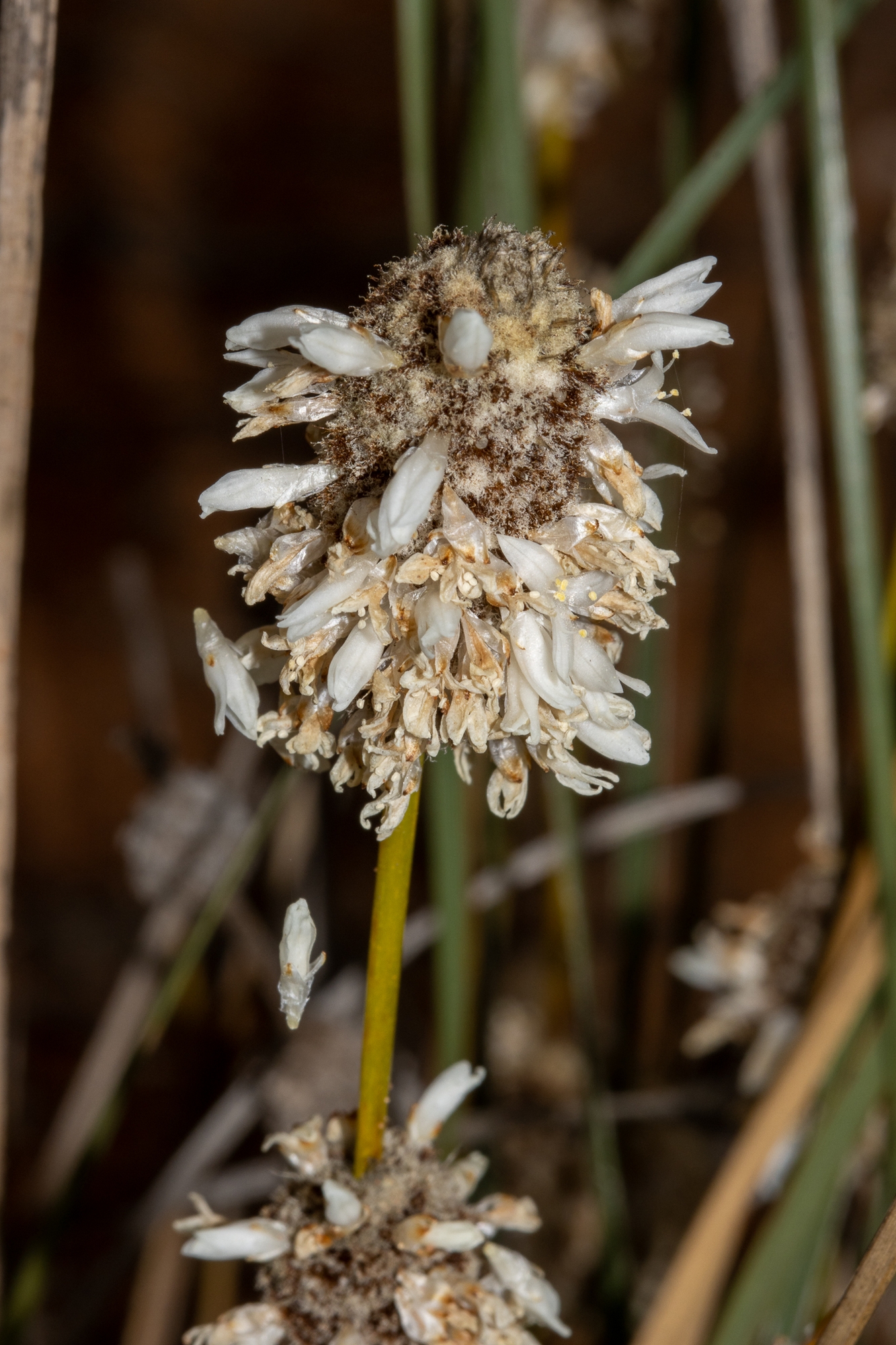 Lomandra leucocephala