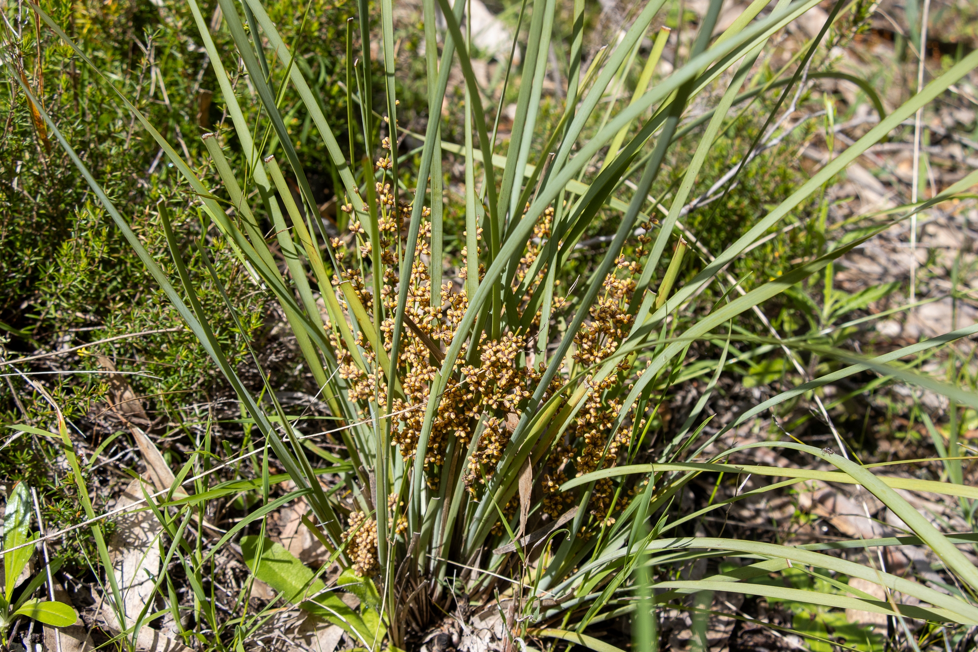 Lomandra multiflora