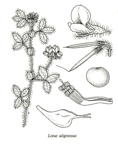 Lotus uliginosus
