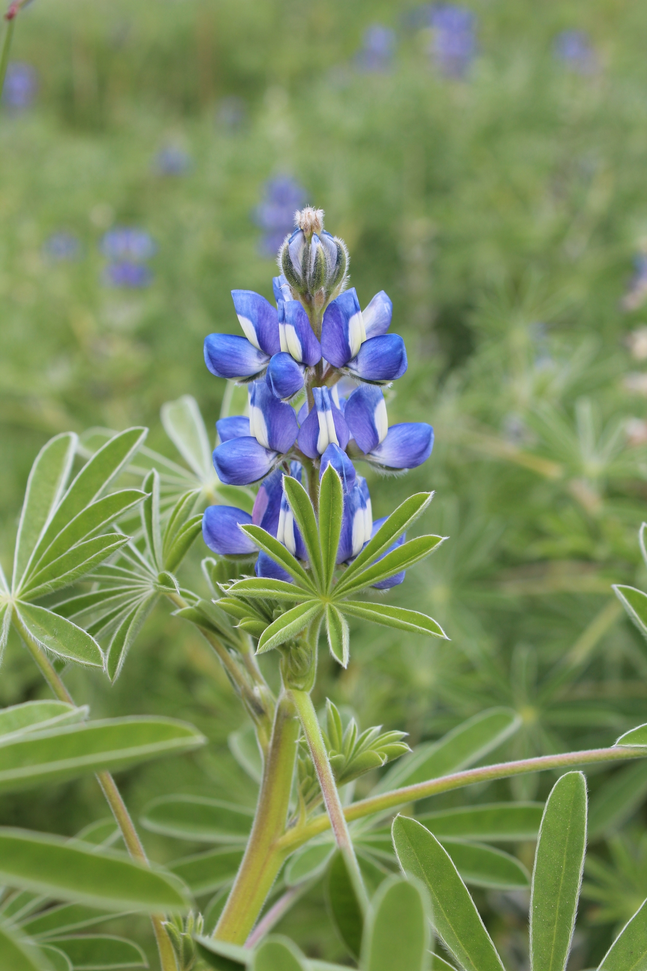 Lupinus cosentinii