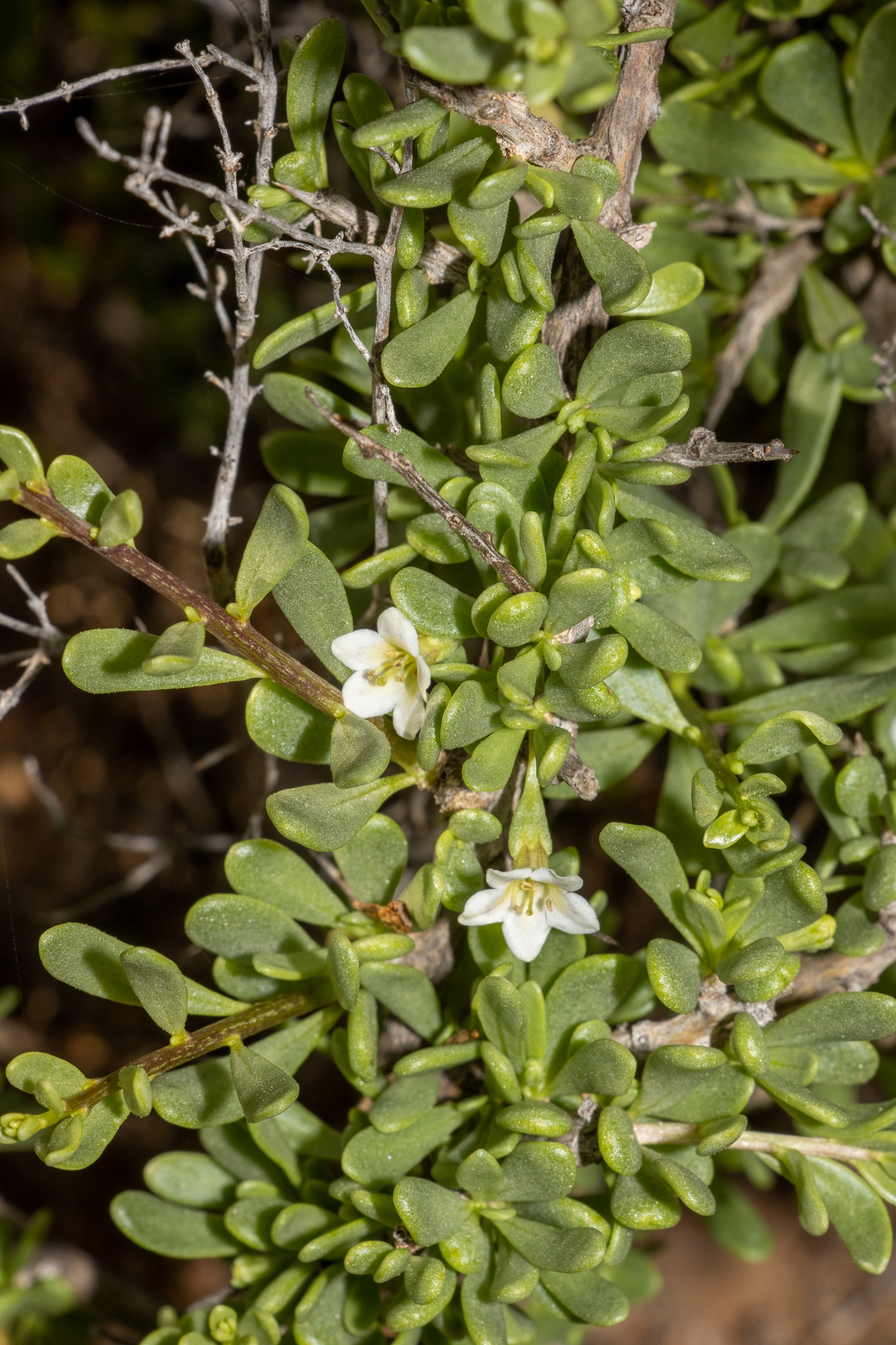 Lycium australe