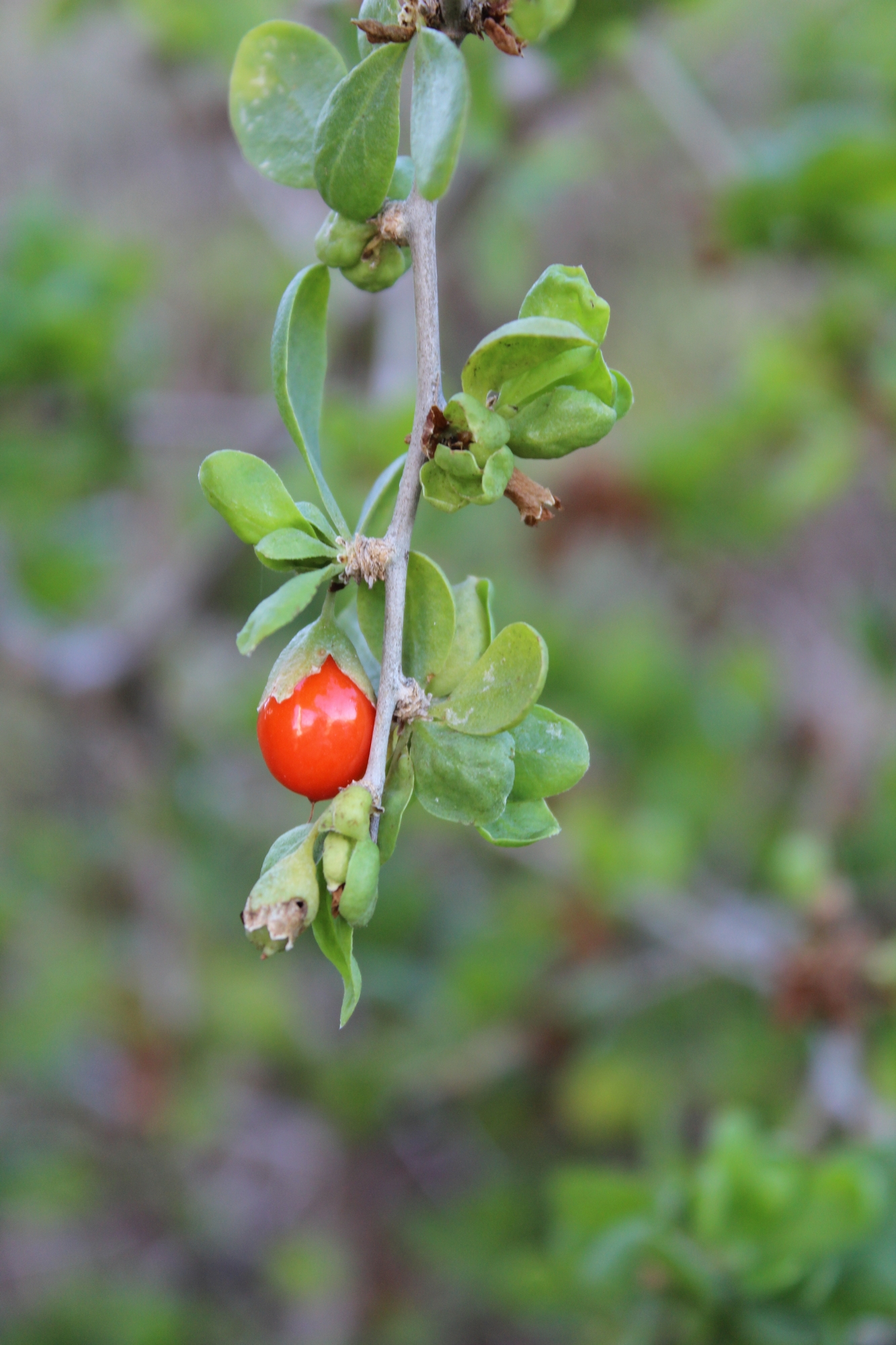 Lycium ferocissimum