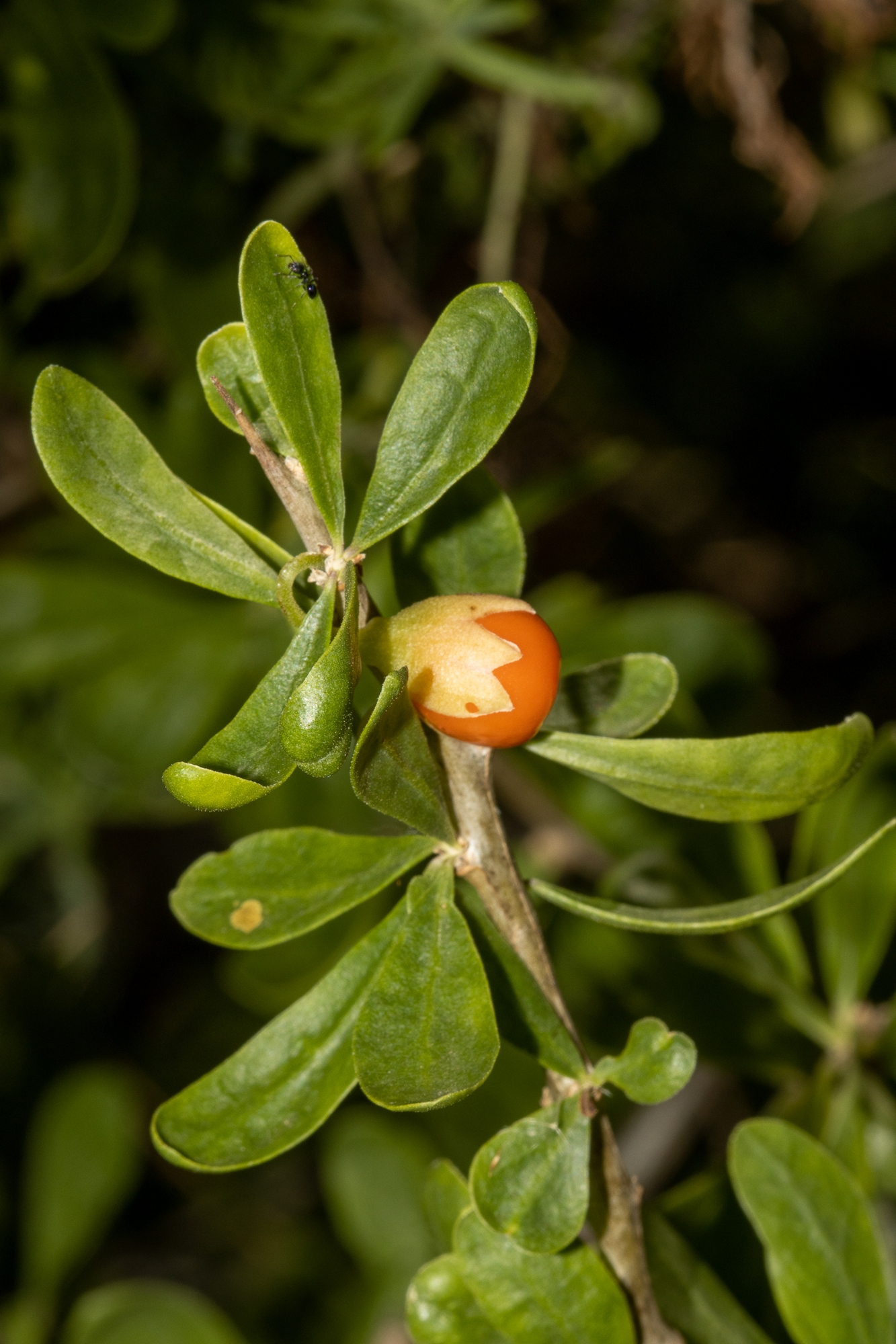 Lycium ferocissimum