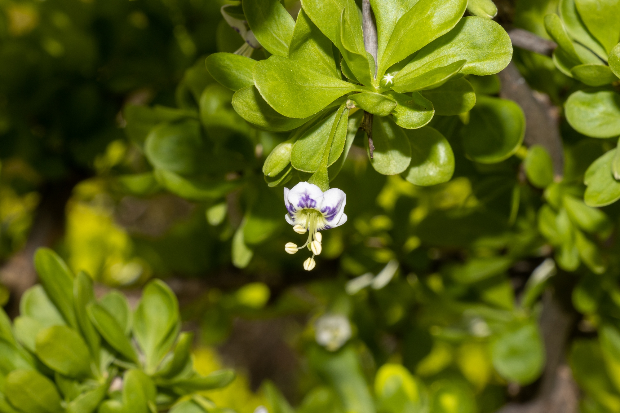 Lycium ferocissimum