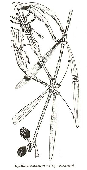 Lysiana exocarpi subsp. exocarpi