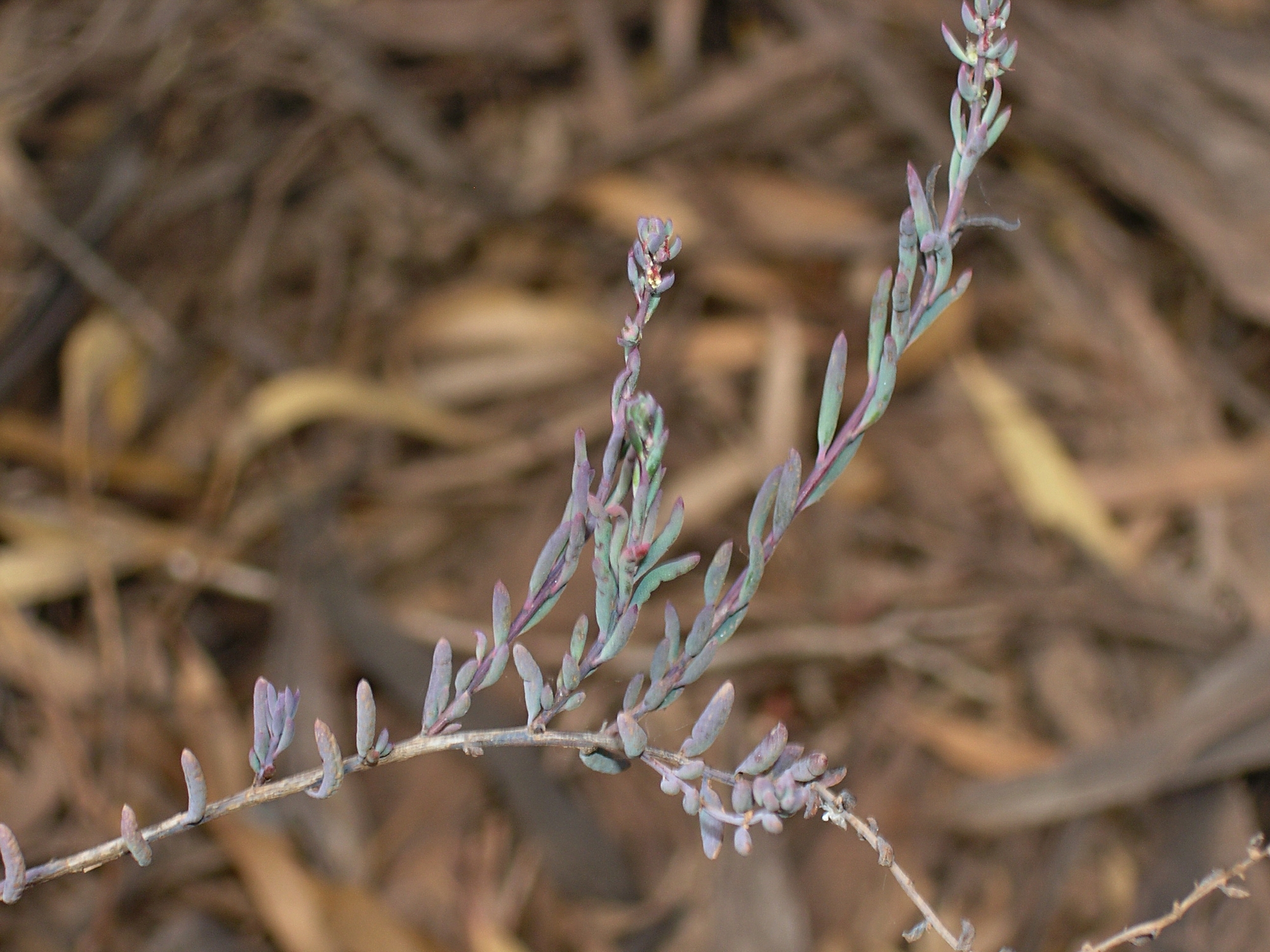 Maireana suaedifolia