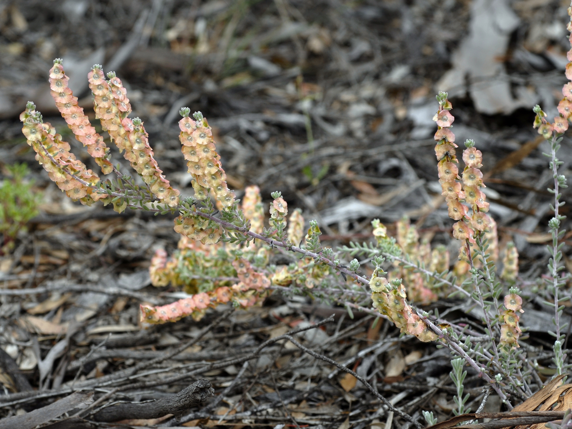 Maireana trichoptera