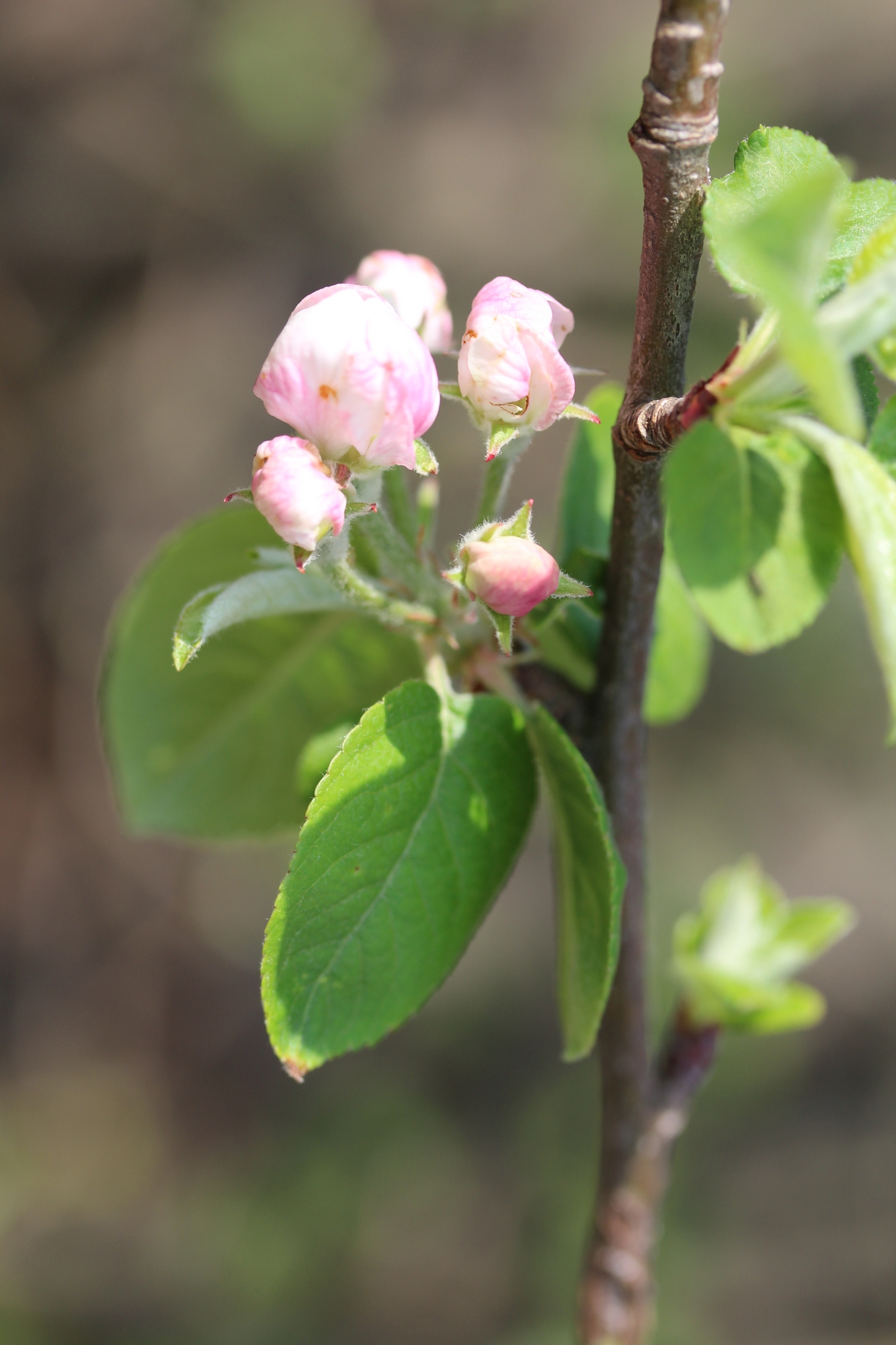 Malus pumila