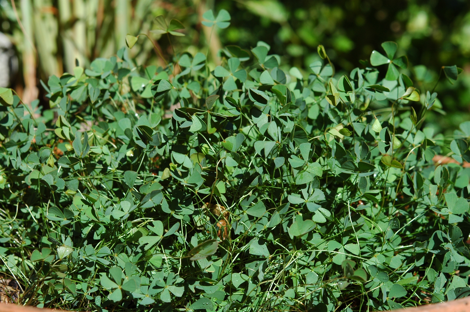 Marsilea costulifera
