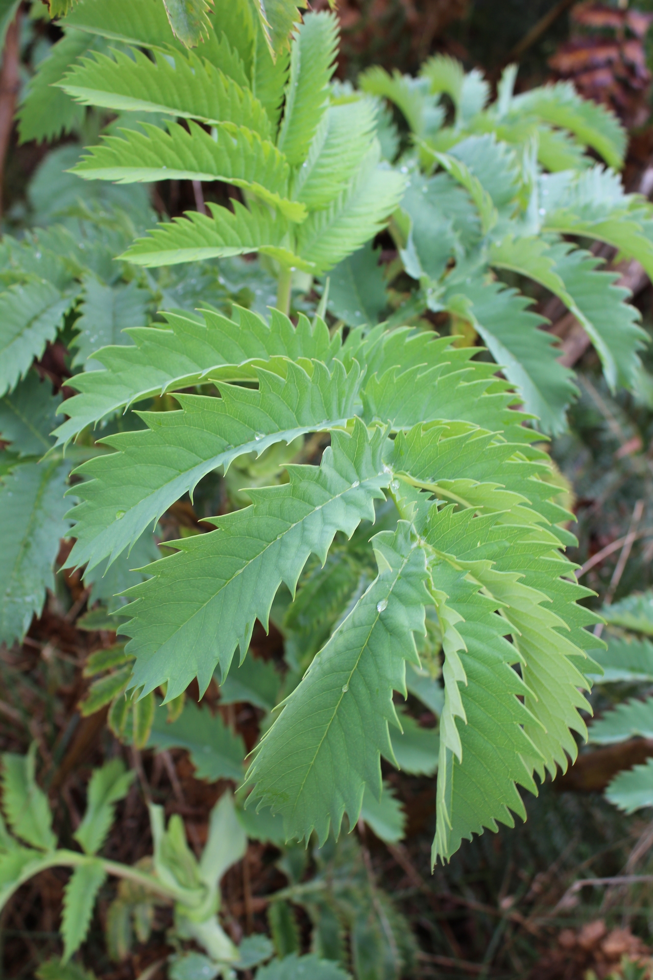 Melianthus major