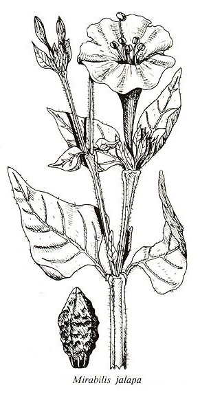 Mirabilis jalapa
