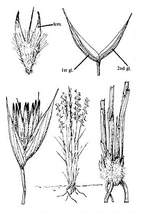 Monachather paradoxus