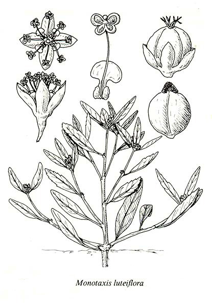 Monotaxis luteiflora