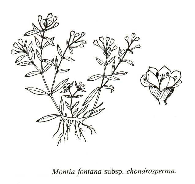 Montia fontana subsp. chondrosperma