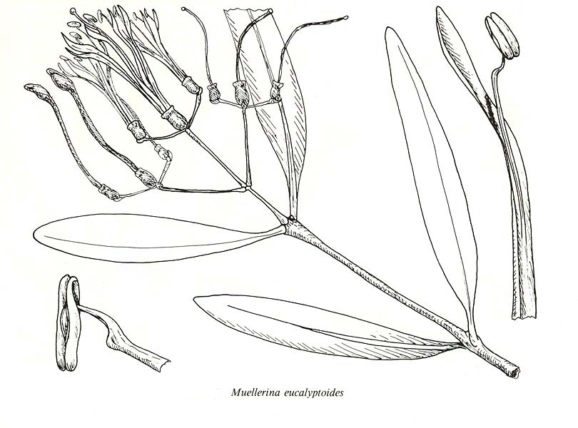 Muellerina eucalyptoides