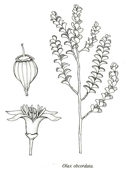 Olax obcordata