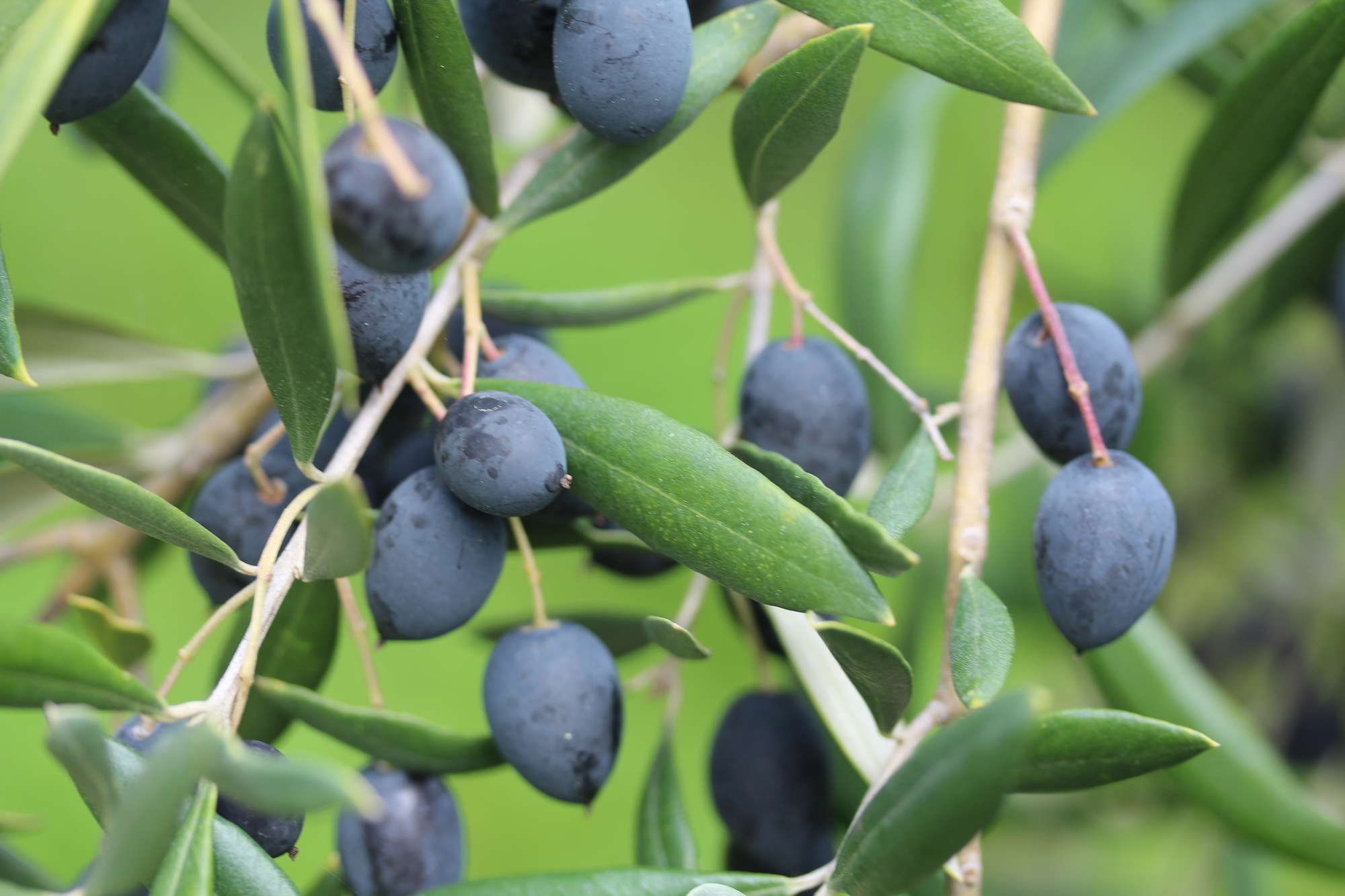 Olea europaea