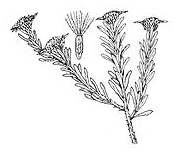 Olearia adenolasia