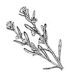 Olearia arida