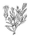 Olearia axillaris