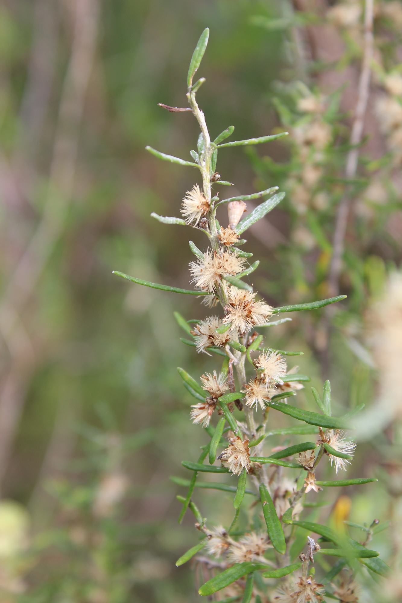 Olearia axillaris