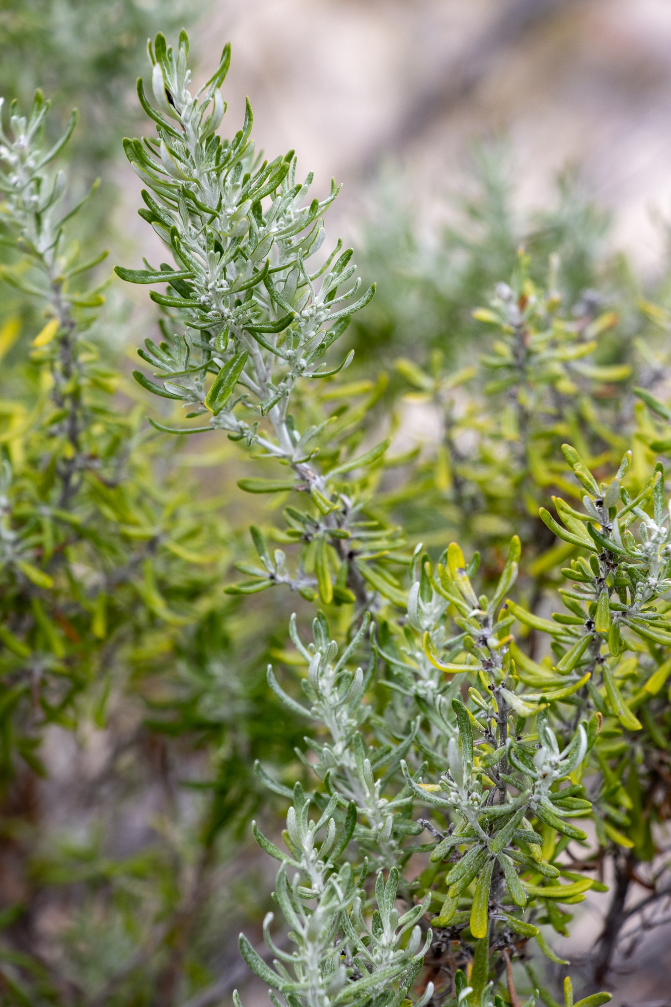 Olearia axillaris