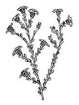 Olearia brachyphylla