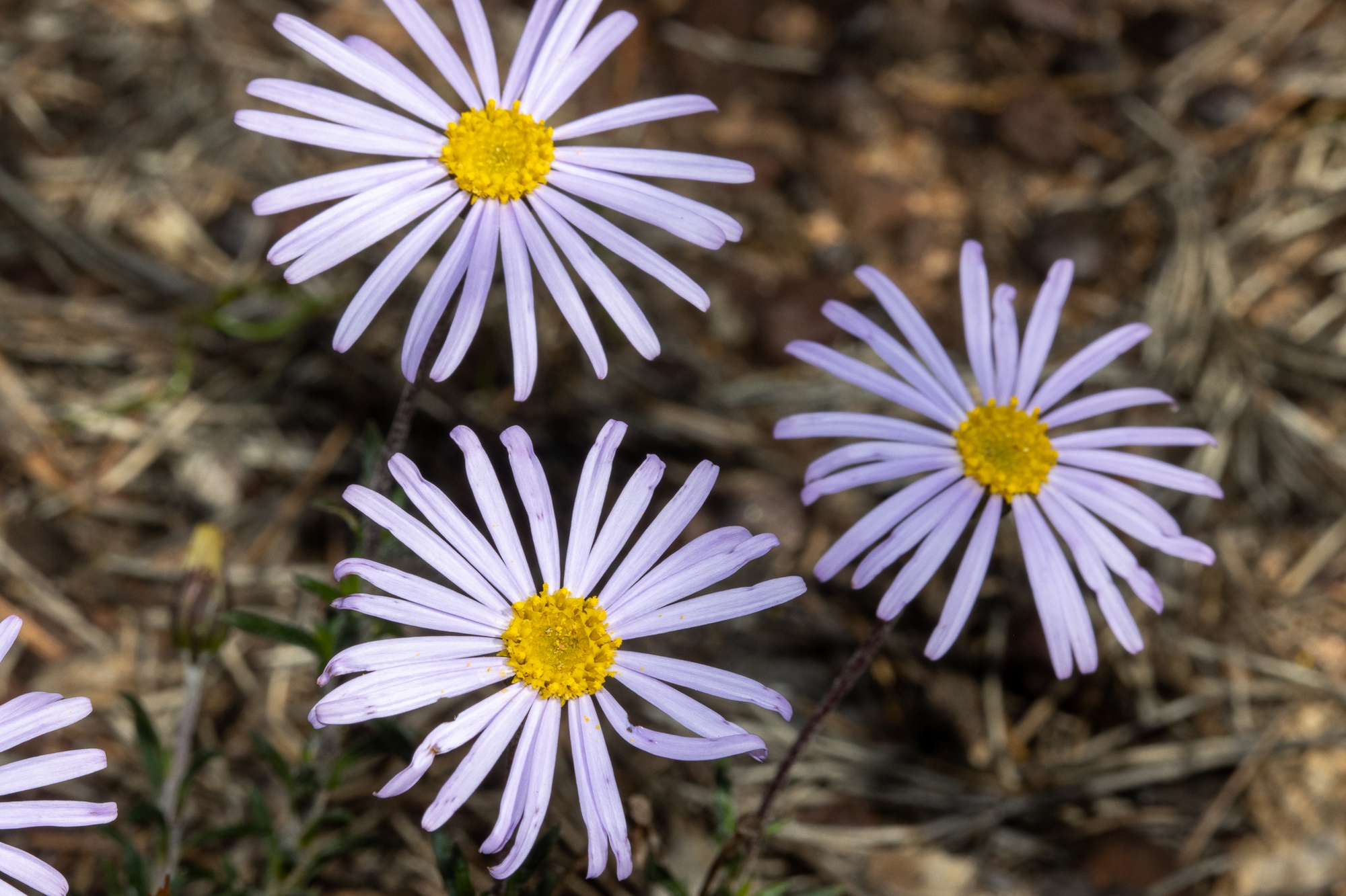 Olearia ciliata