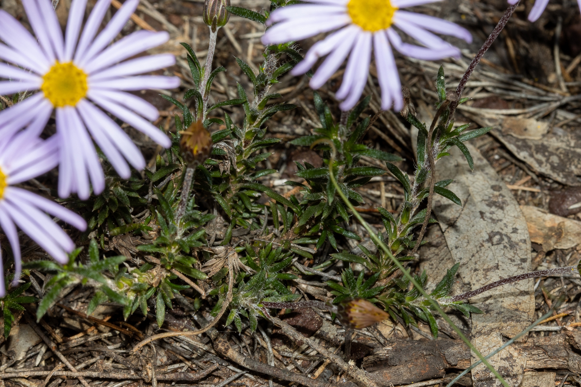 Olearia ciliata