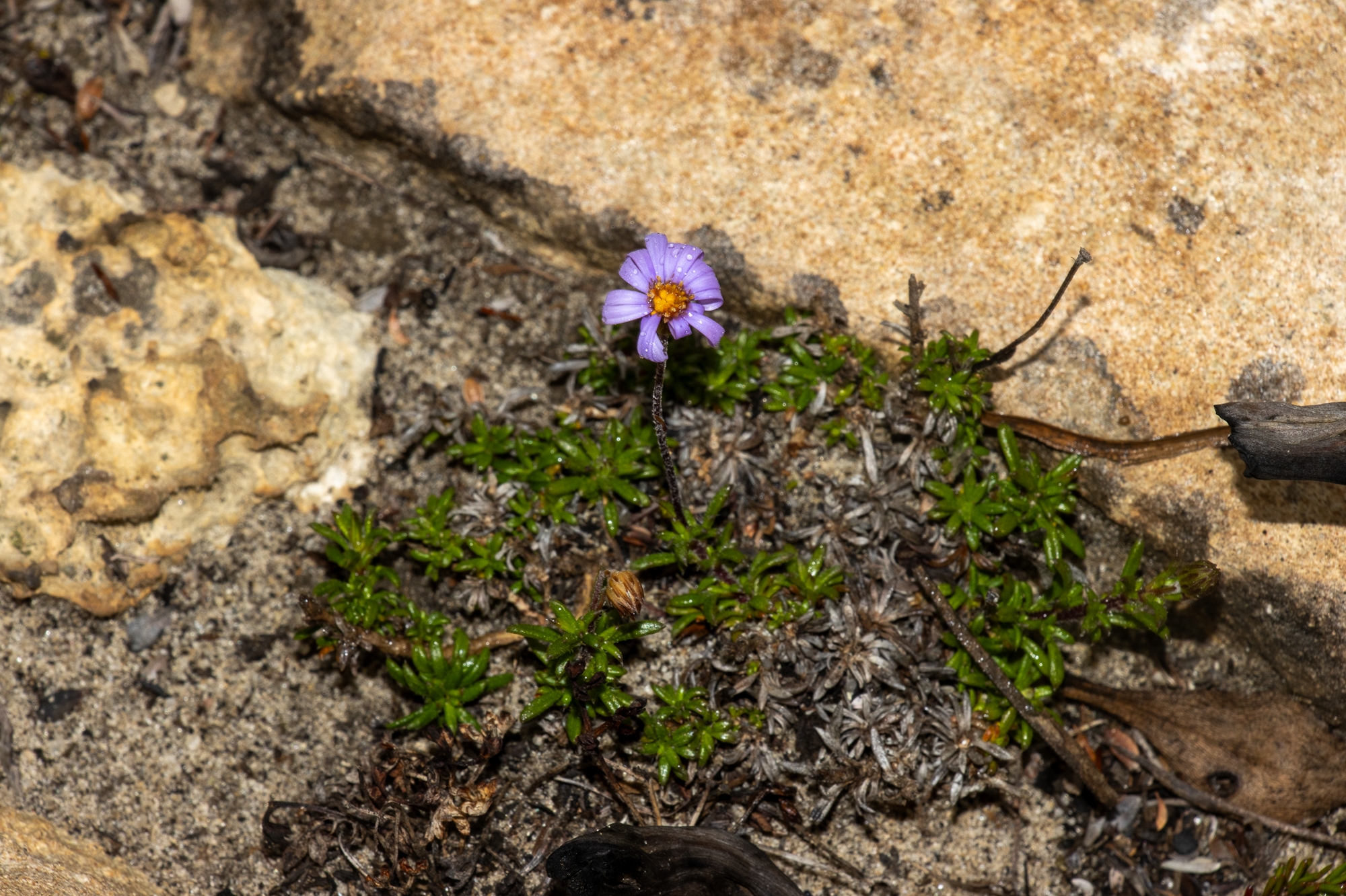 Olearia ciliata